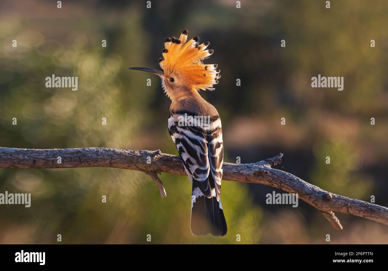 Asian hoopoe hi-res stock photography and images - Alamy