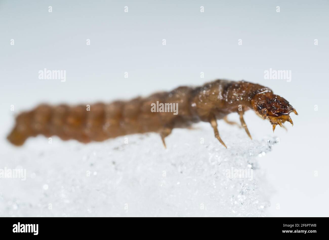 Soldier beetle larva (Cantharidae) walking on snow Stock Photo - Alamy