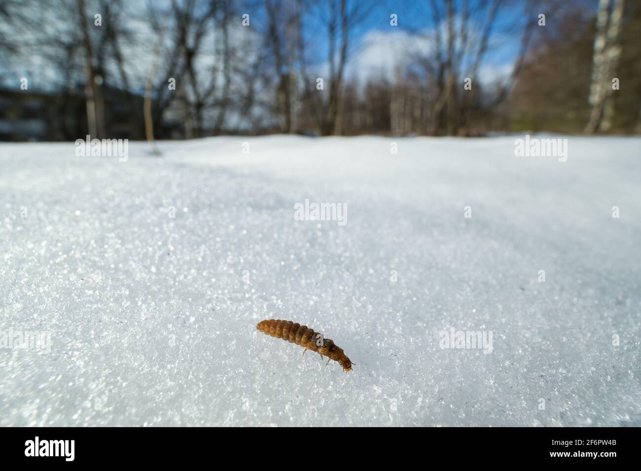 Soldier beetle larva (Cantharidae) walking on snow Stock Photo - Alamy