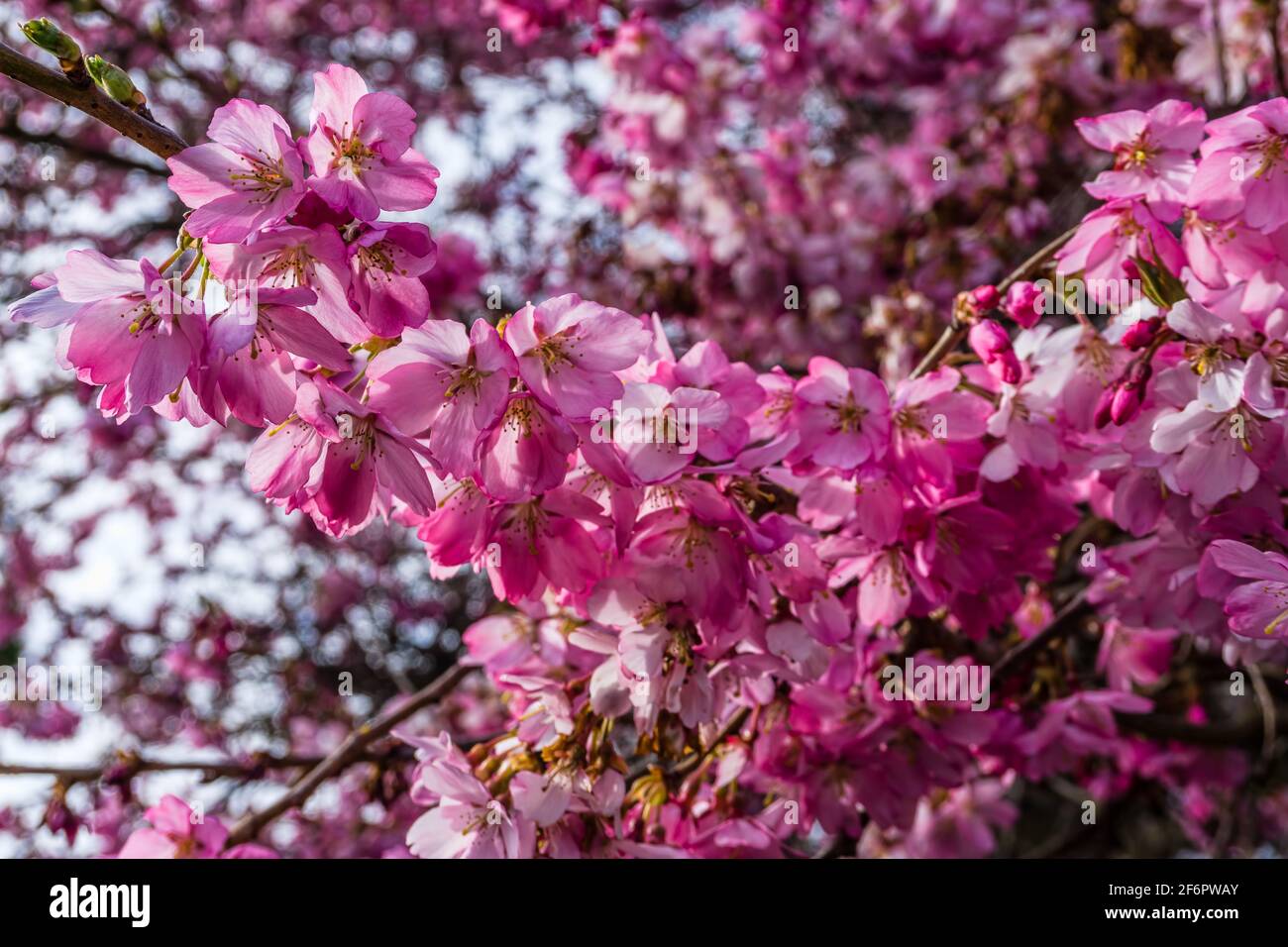 Rich pink hi-res stock photography and images - Alamy