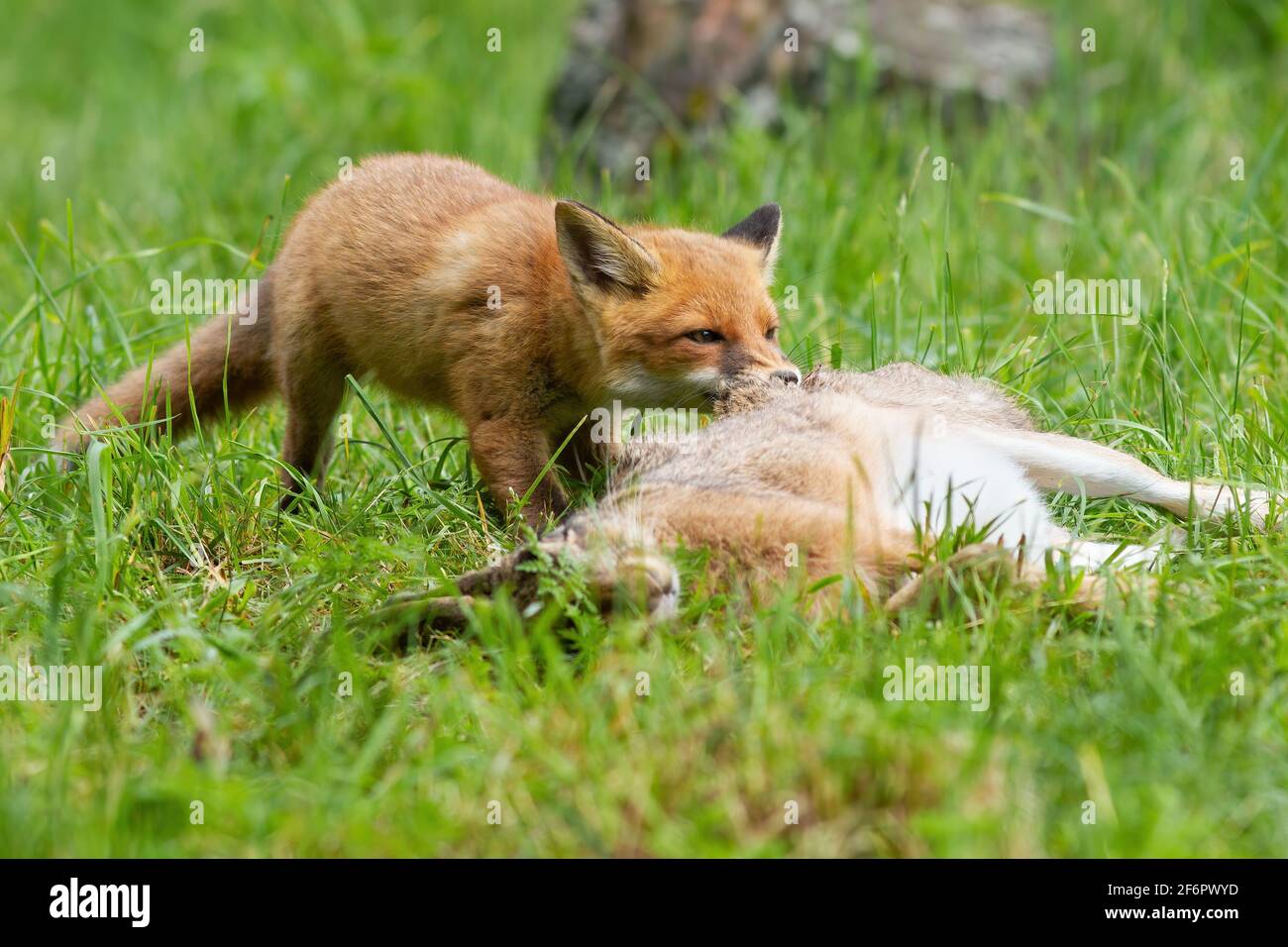 Young red fox cub tearing a prey on grassland in summer nature Stock ...