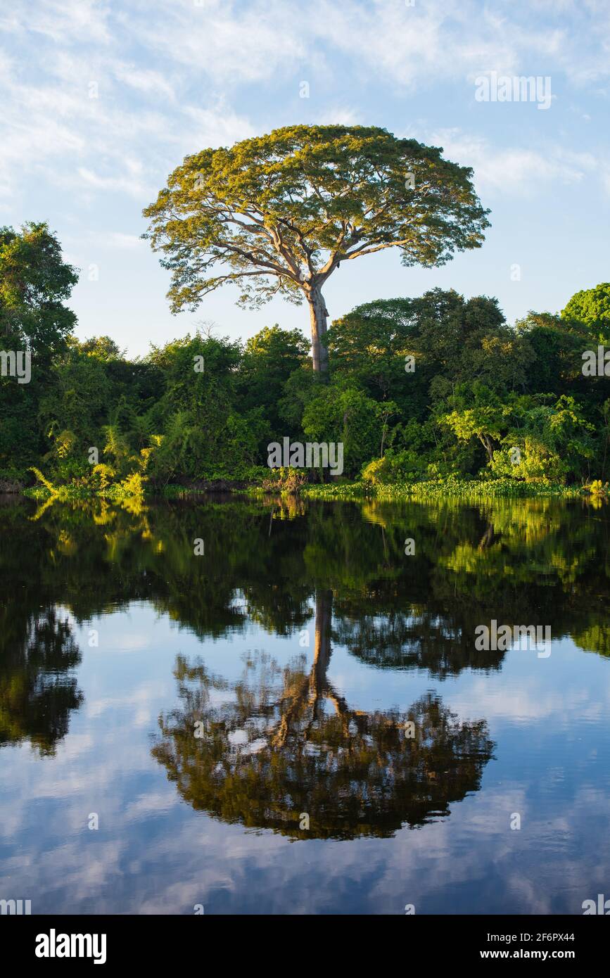 Amazon Rainforest Tree Canopy High Resolution Stock Photography and ...