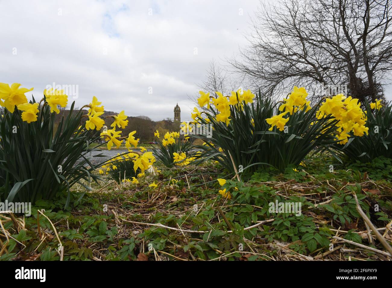 Spring flowering daffodil filled hayloddge park in the scottish borders ...