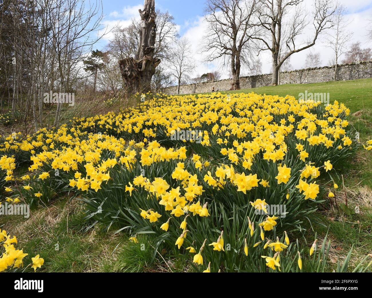 Good in spring borders hi-res stock photography and images - Alamy