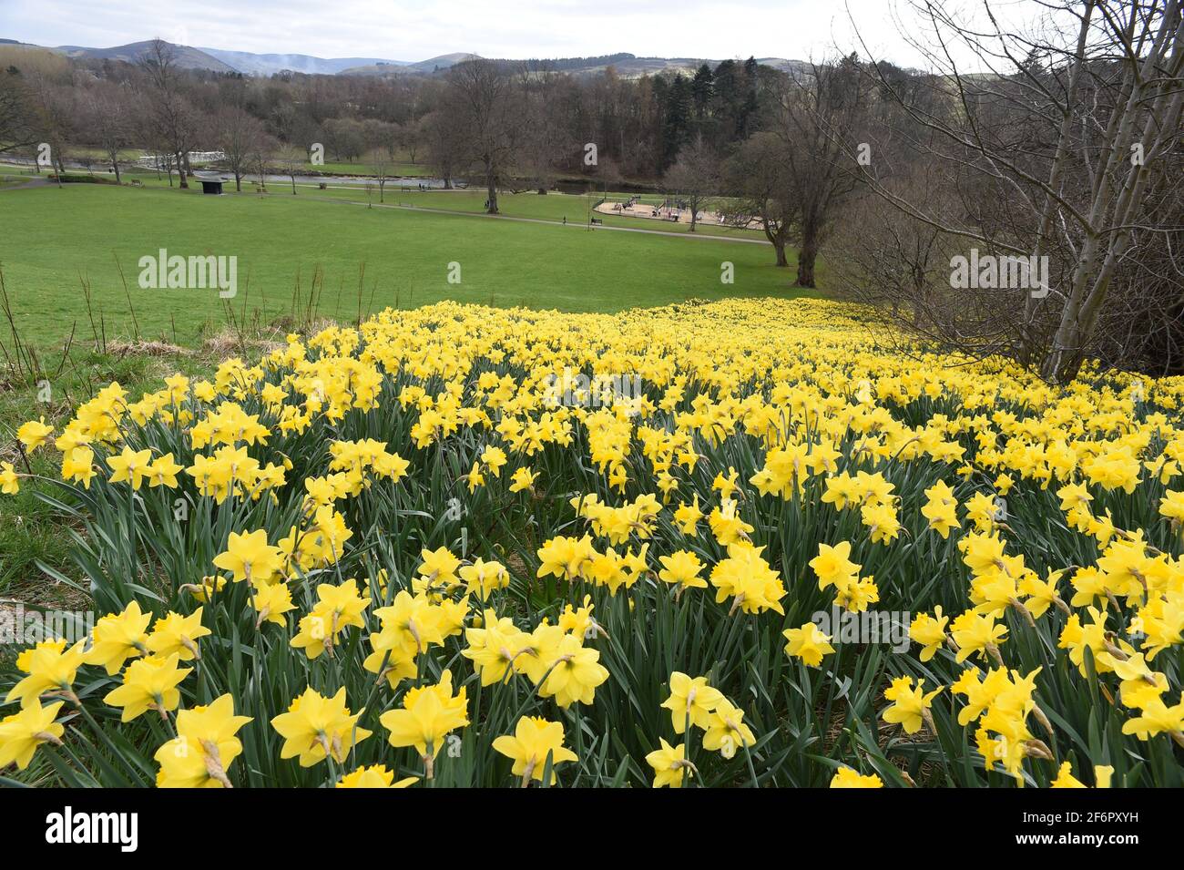 Good in spring borders hi-res stock photography and images - Alamy