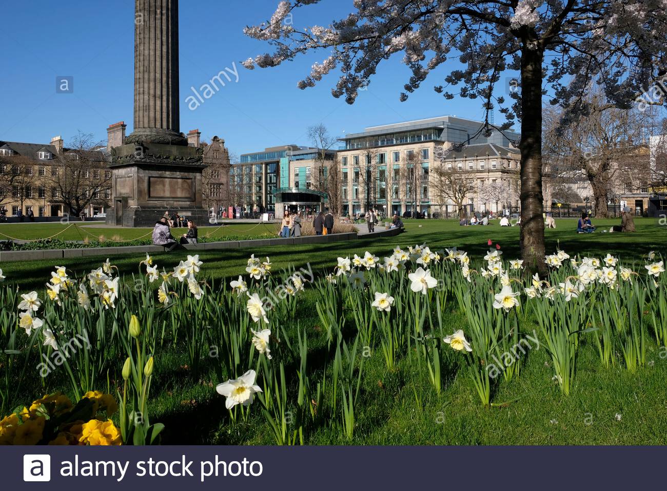 Spring daffodils in St. Andrew Square Garden, Edinburgh, Scotland Stock ...