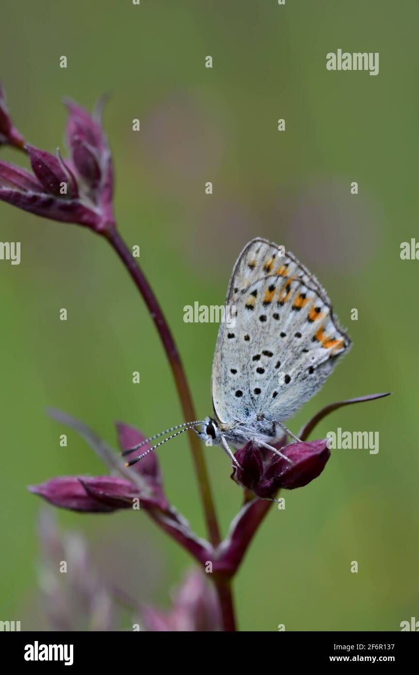 Small butterfly on a red campion flower in nature, macro clos eup, red ...