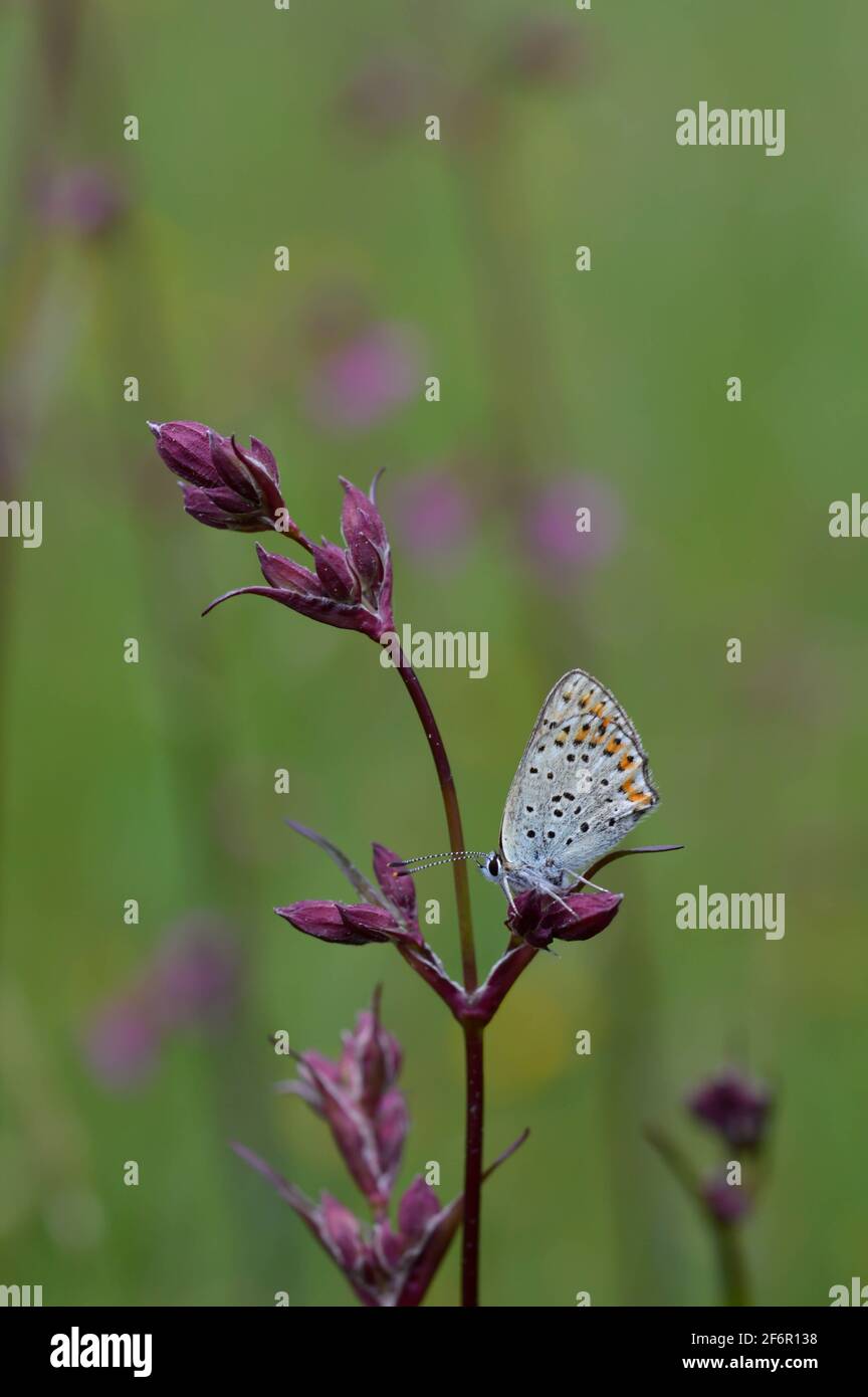 Small butterfly on a red campion flower in nature, macro clos eup, red ...