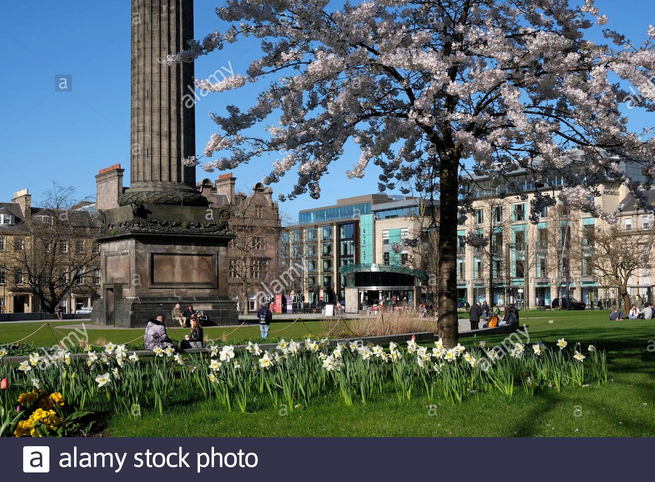 Spring daffodils in St. Andrew Square Garden, Edinburgh, Scotland Stock ...