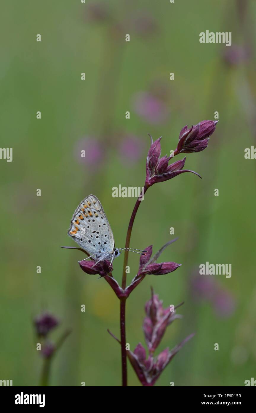 Small butterfly on a red campion flower in nature, macro clos eup, red ...