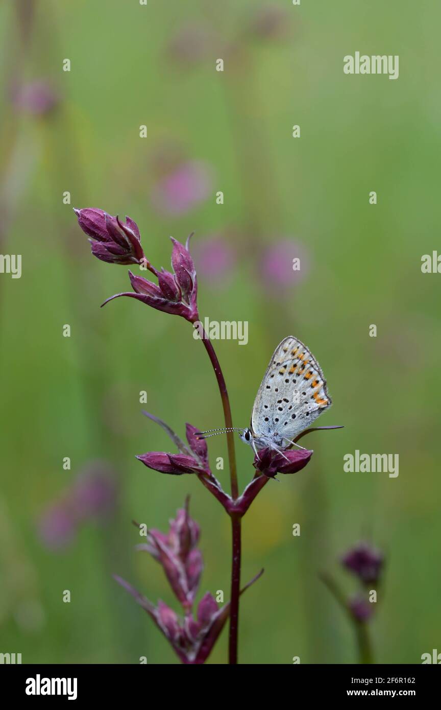 Small butterfly on a red campion flower in nature, macro clos eup, red ...