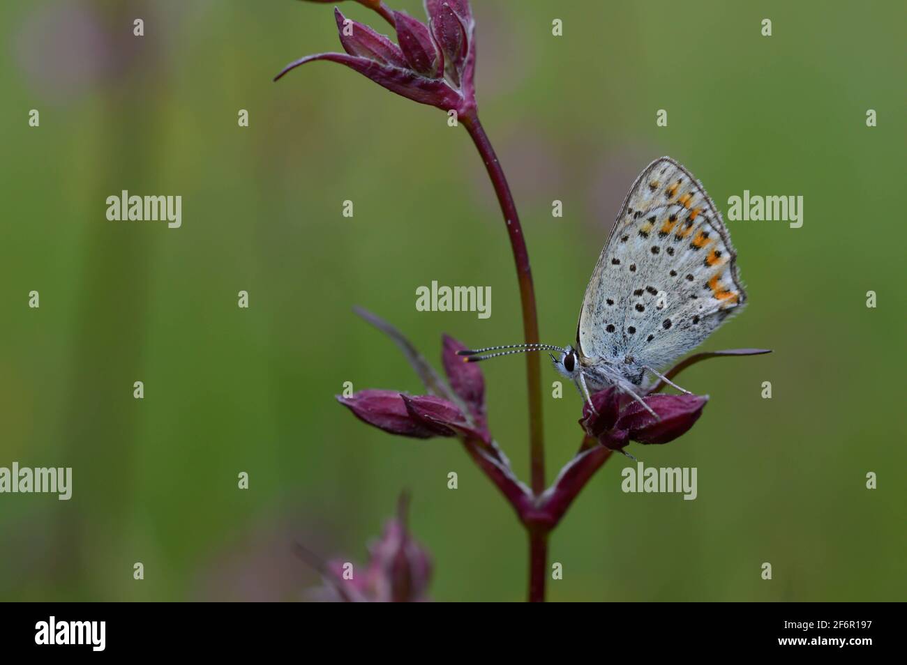 Small butterfly on a red campion flower in nature, macro clos eup, red ...