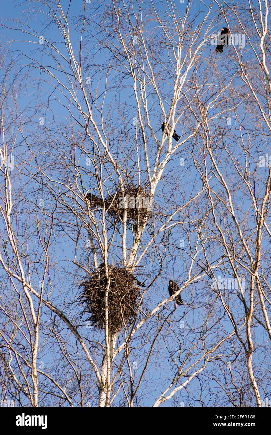 Crows making nests in trees in early April. Ornithology conception ...