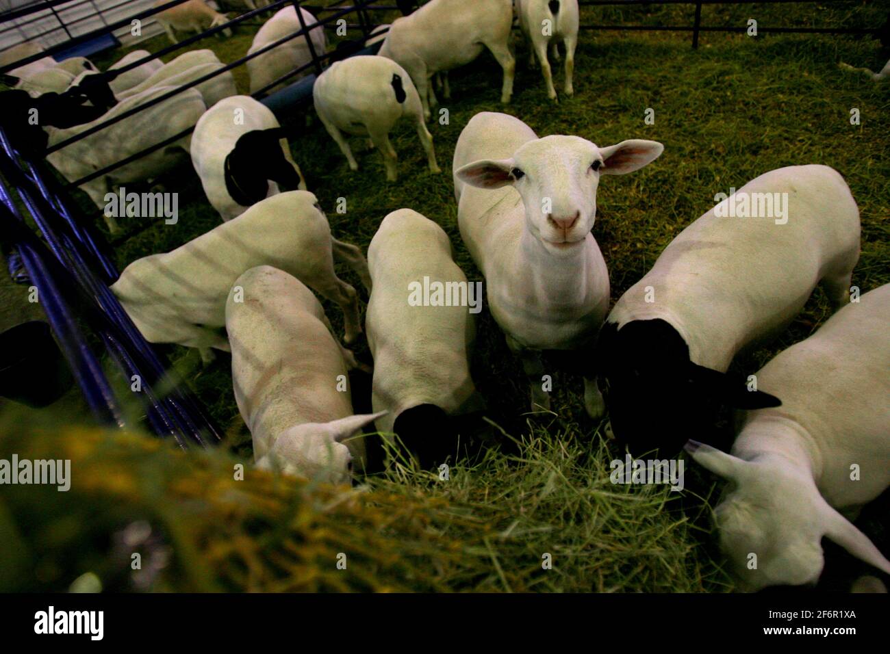 salvador, bahia / brazil - december 2, 2016: Sheep breeding is seen in ...