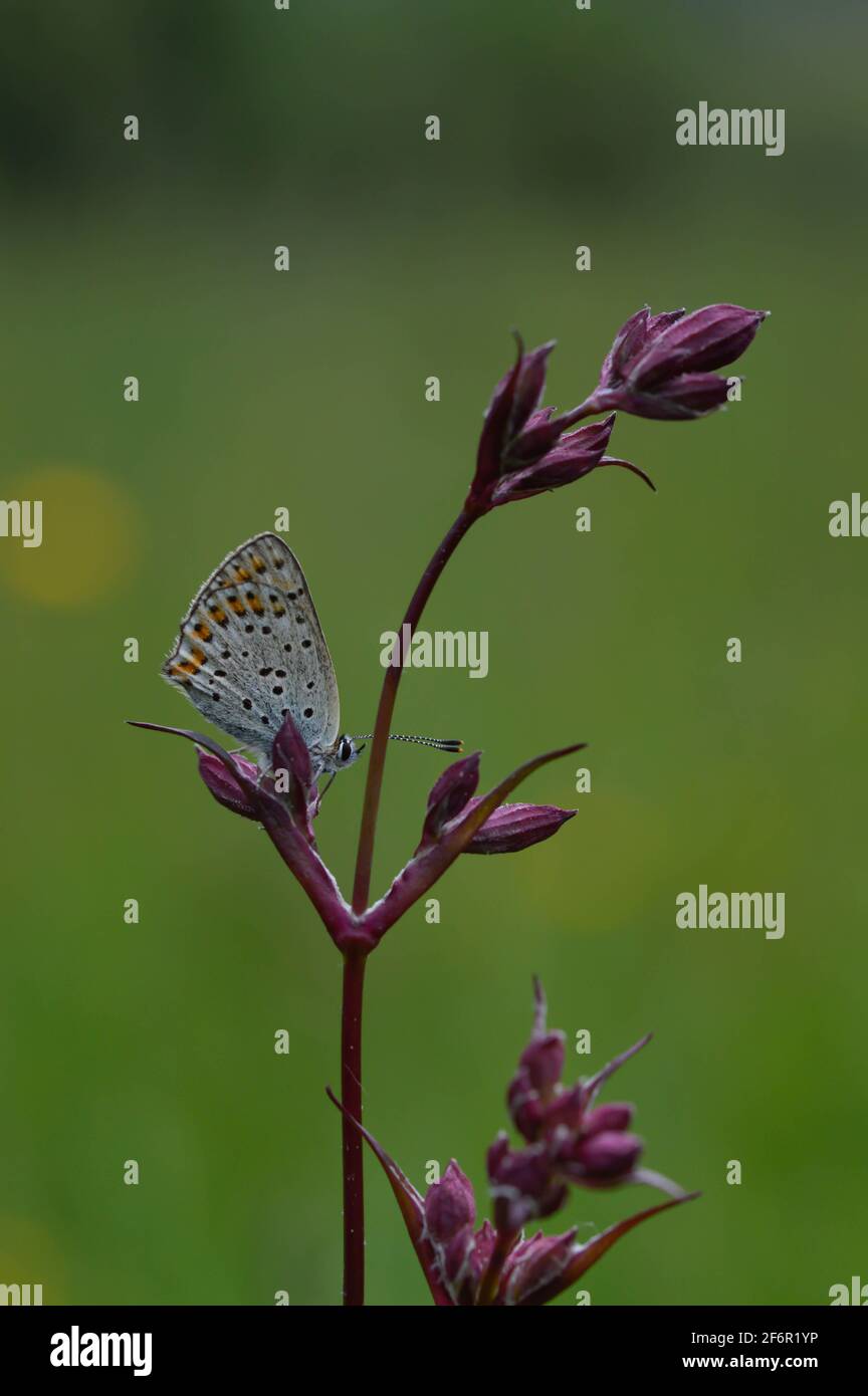 Small butterfly on a red campion flower in nature, macro clos eup, red ...