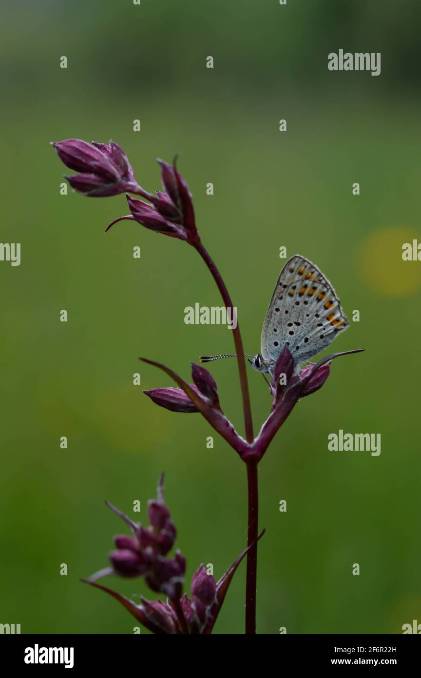 Small butterfly on a red campion flower in nature, macro clos eup, red ...