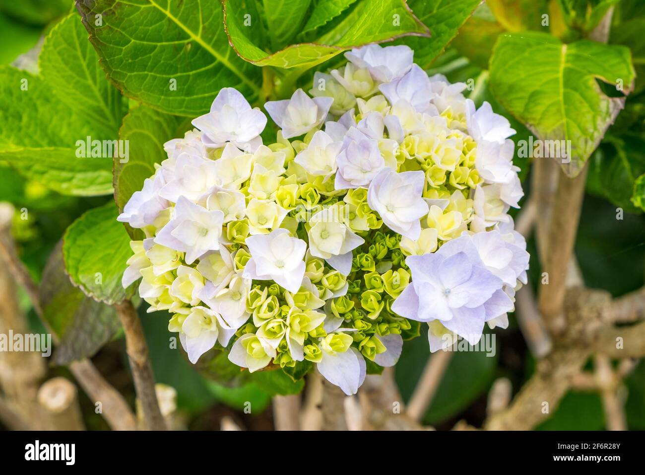 Beautiful blue hydrangeas flower grow on the Azores in Portugal Stock ...