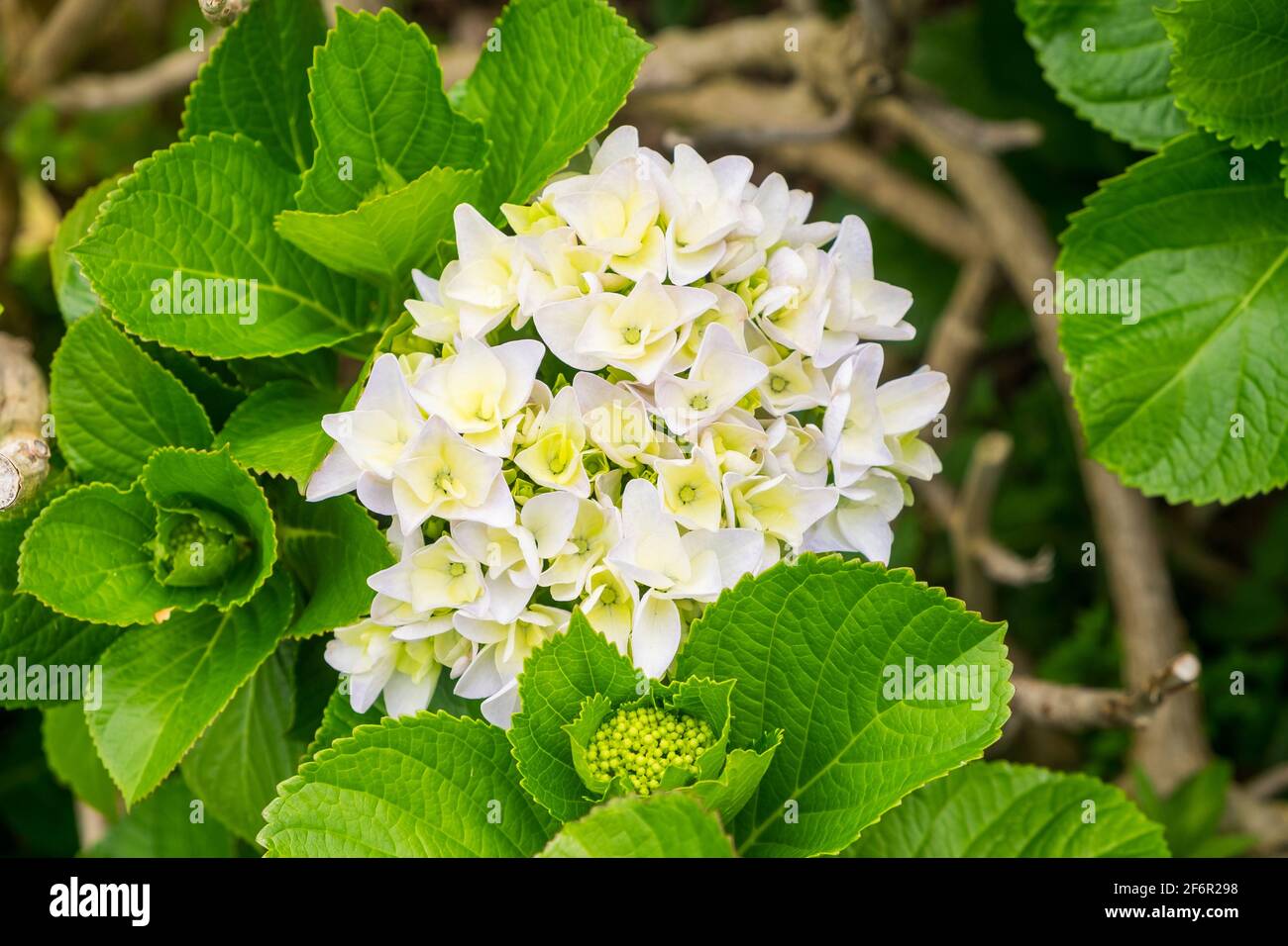 Beautiful blue hydrangeas flower grow on the Azores in Portugal Stock ...