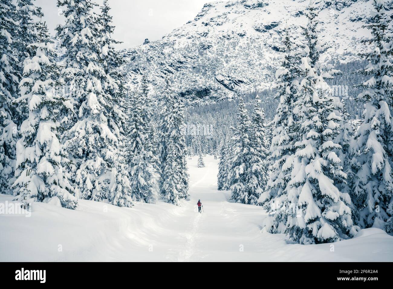 Valmalenco (IT), Snowshoe hike in fresh snow in the pine forest Stock ...