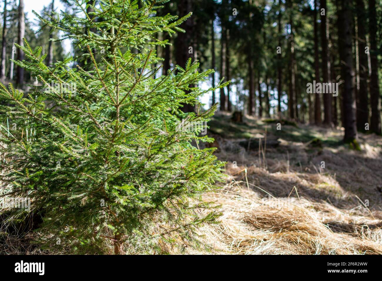 Conifers ever green hi-res stock photography and images - Alamy