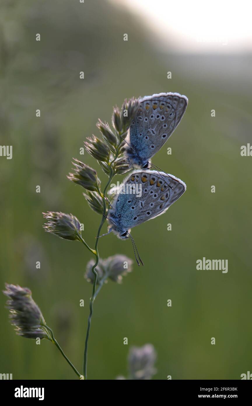 Two common blue butterflies on a plant in nature close up, macro ...