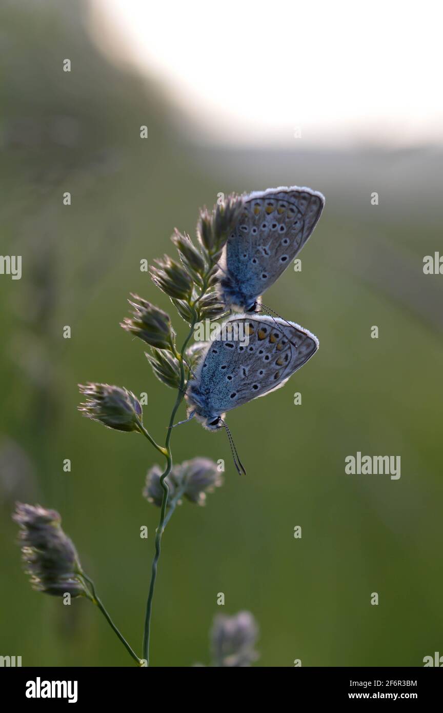 Real Blue Butterflies In Nature