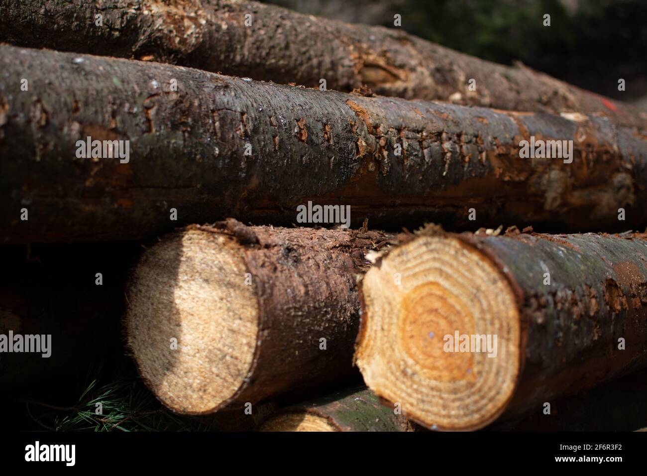 Forrest timber and the environment hi-res stock photography and images ...