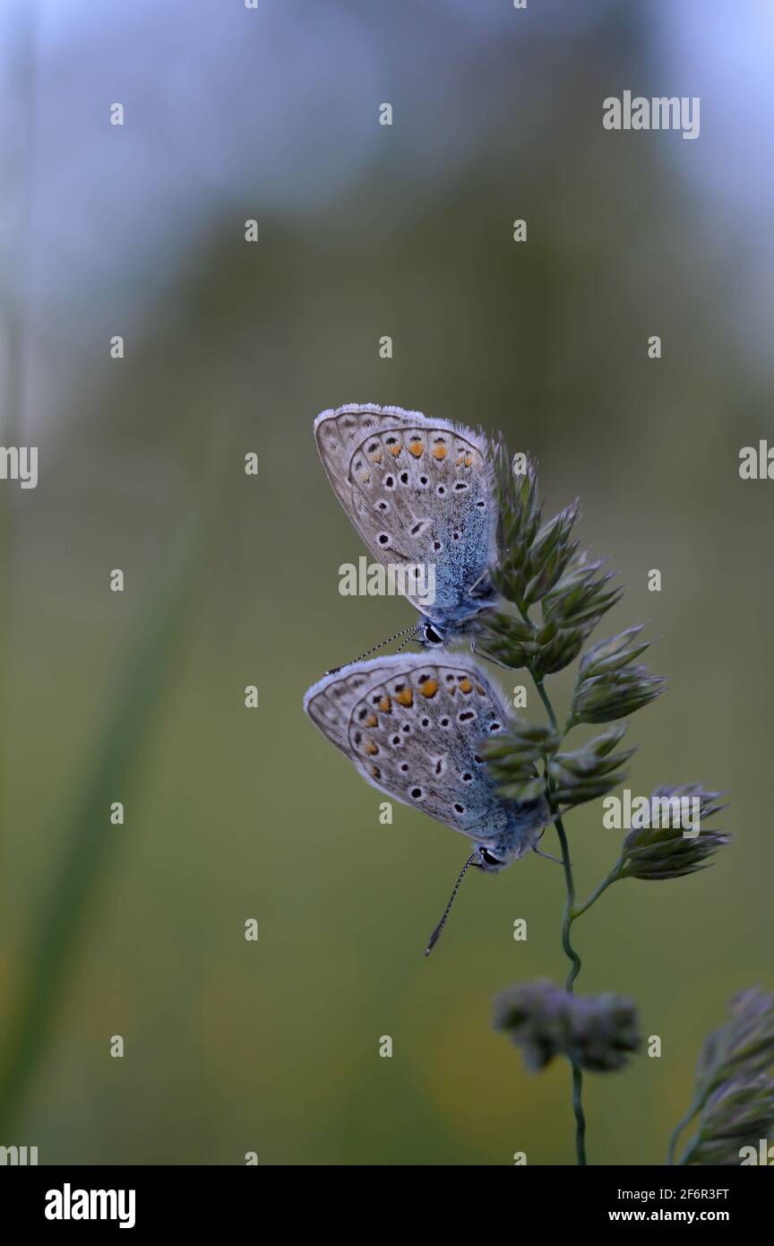 Two common blue butterflies on a plant in nature close up, macro ...
