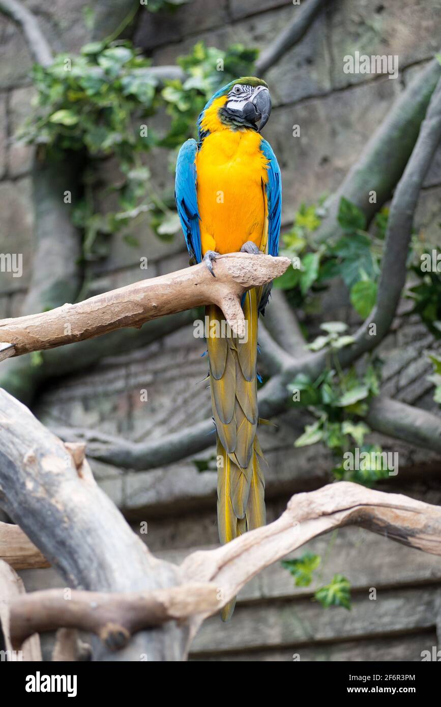 Rainforest Parrot