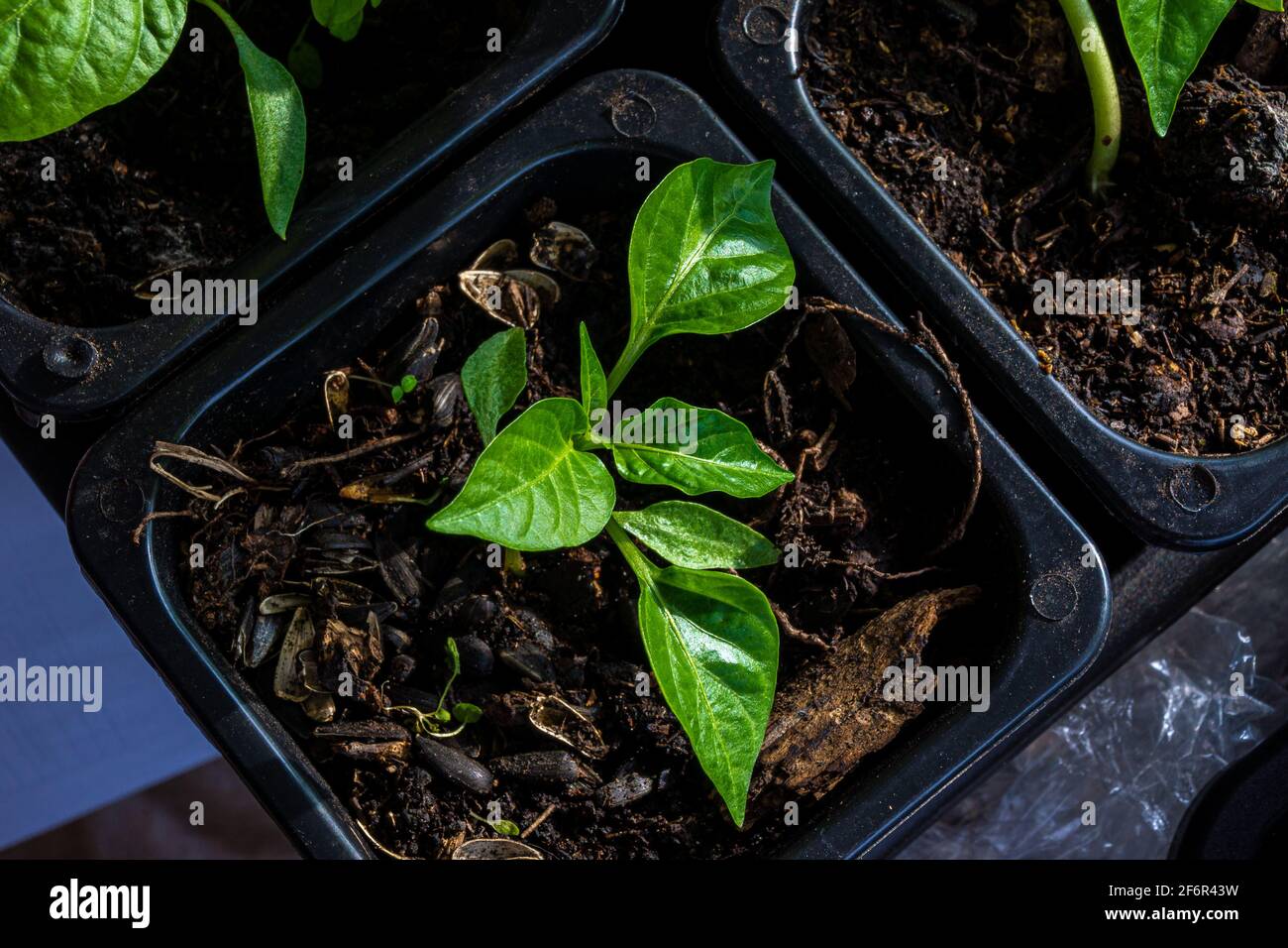 Capsicum seedlings grow indoors with artificial heating and additional ...