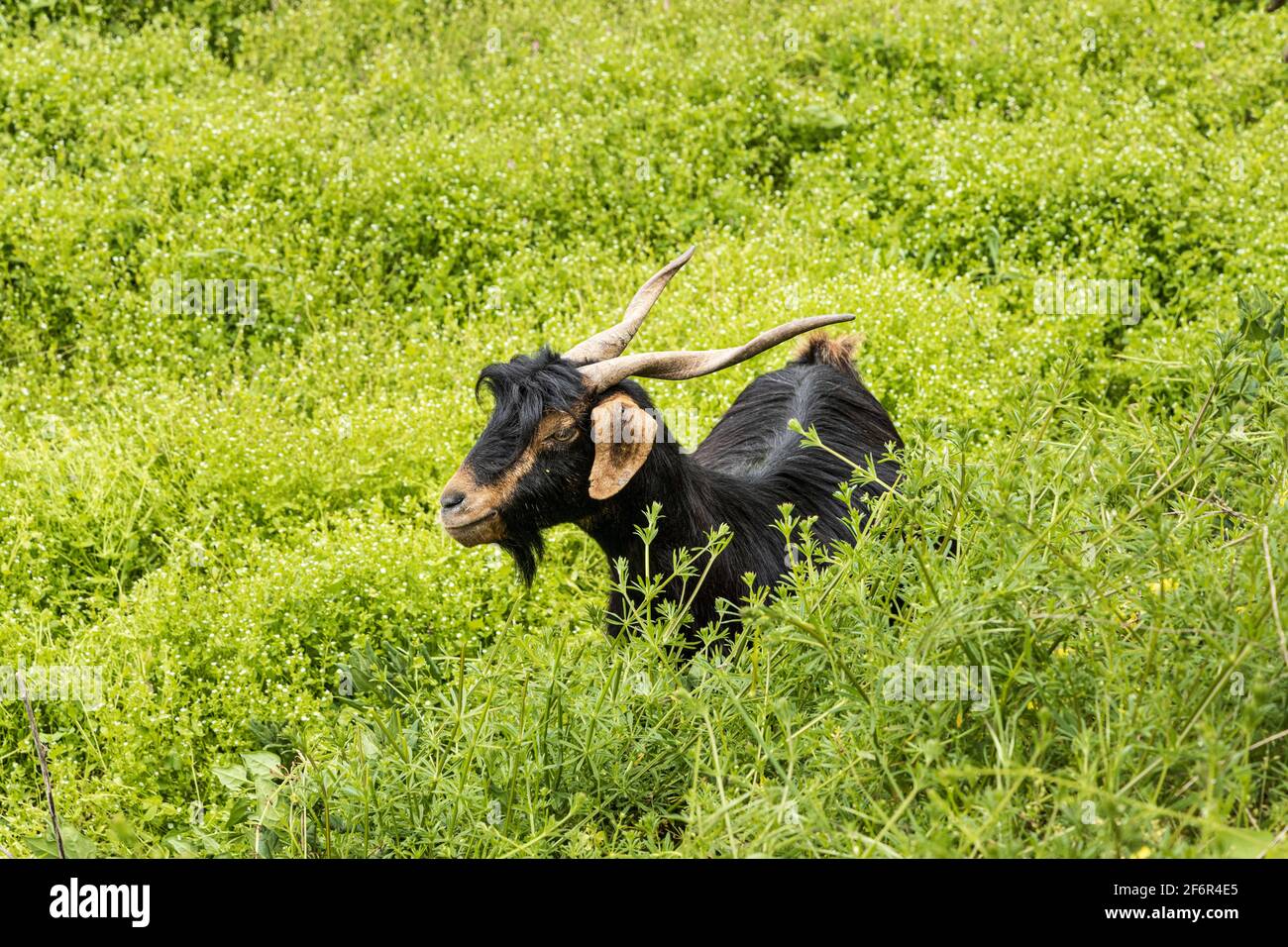 Goats in a field at Ruigomez, Tenerife, Canary Islands, Spain Stock ...