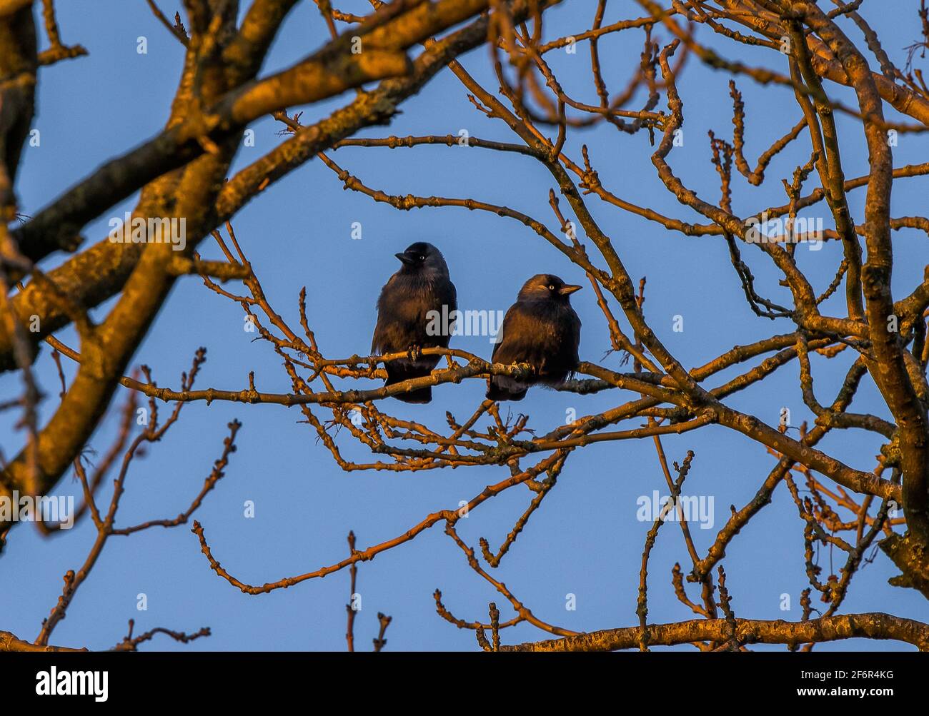 Jackdaw captured in the golden hour hi-res stock photography and images ...