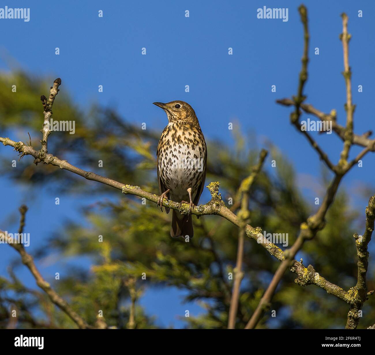 Song thrush perched in the golden hour hi-res stock photography and ...