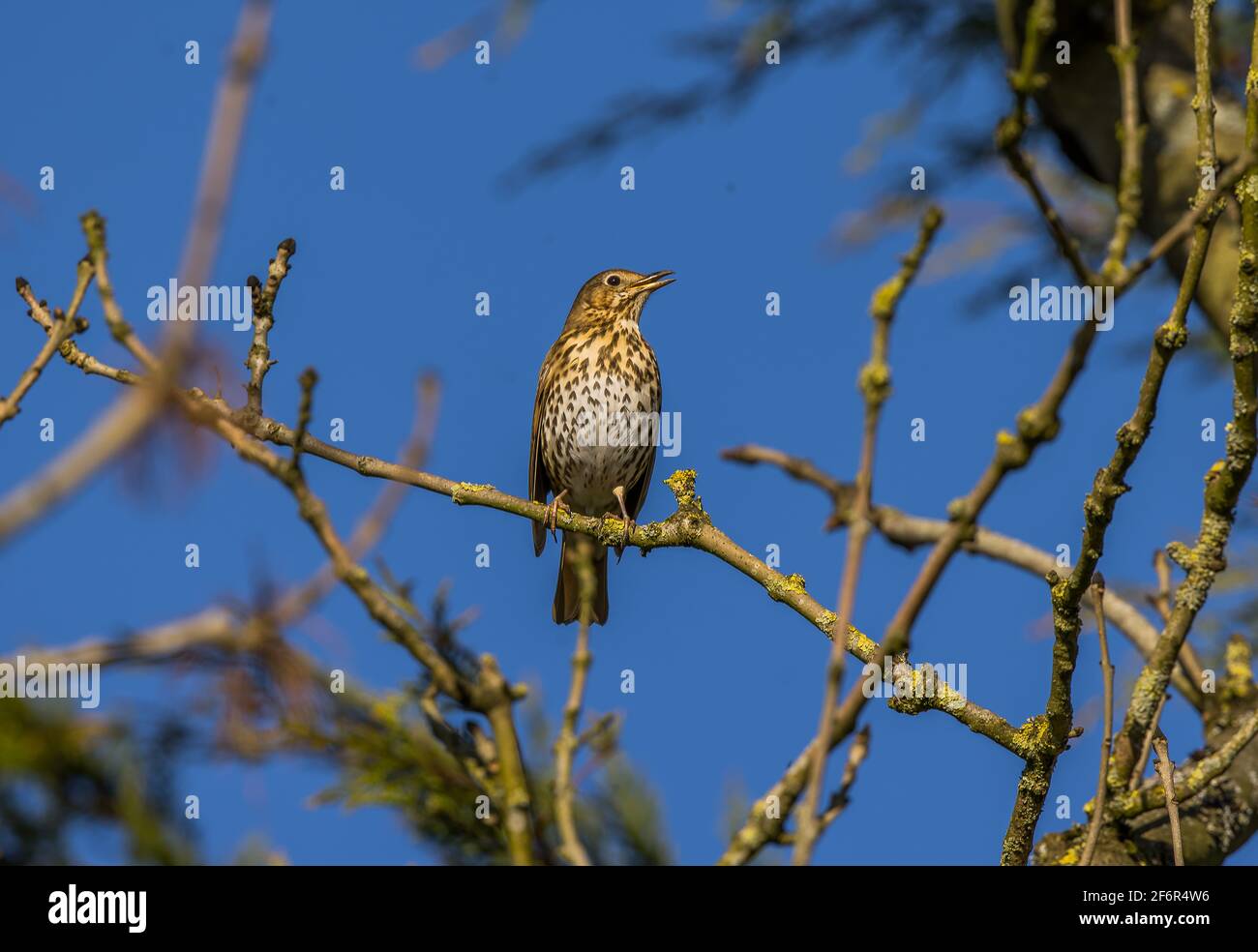 Song thrush perched in the golden hour hi-res stock photography and ...