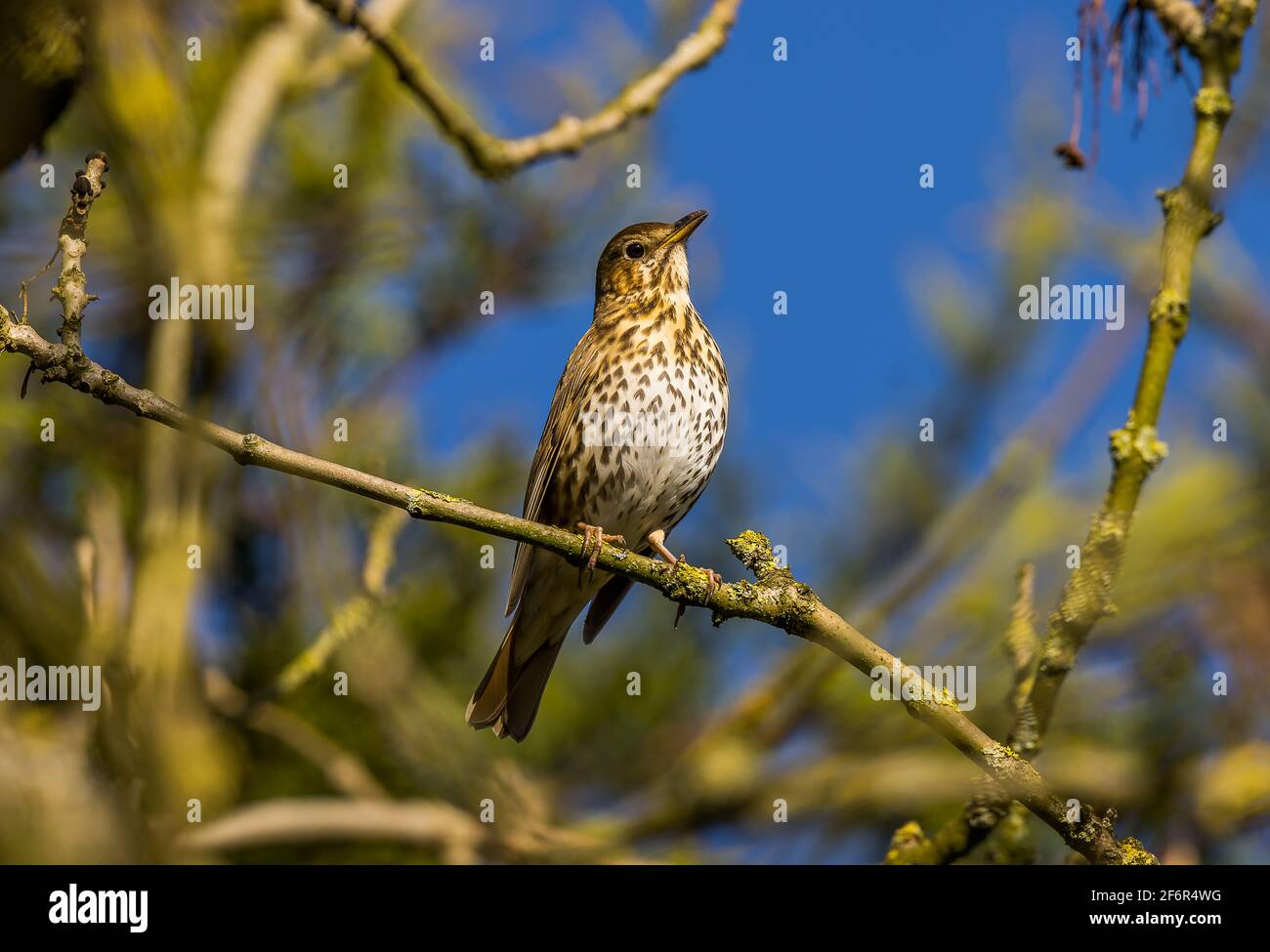 Song thrush perched in the golden hour hi-res stock photography and ...