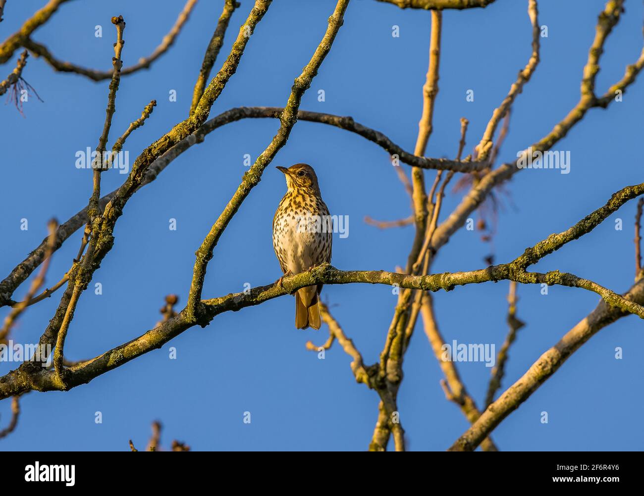 Golden thrush hi-res stock photography and images - Alamy