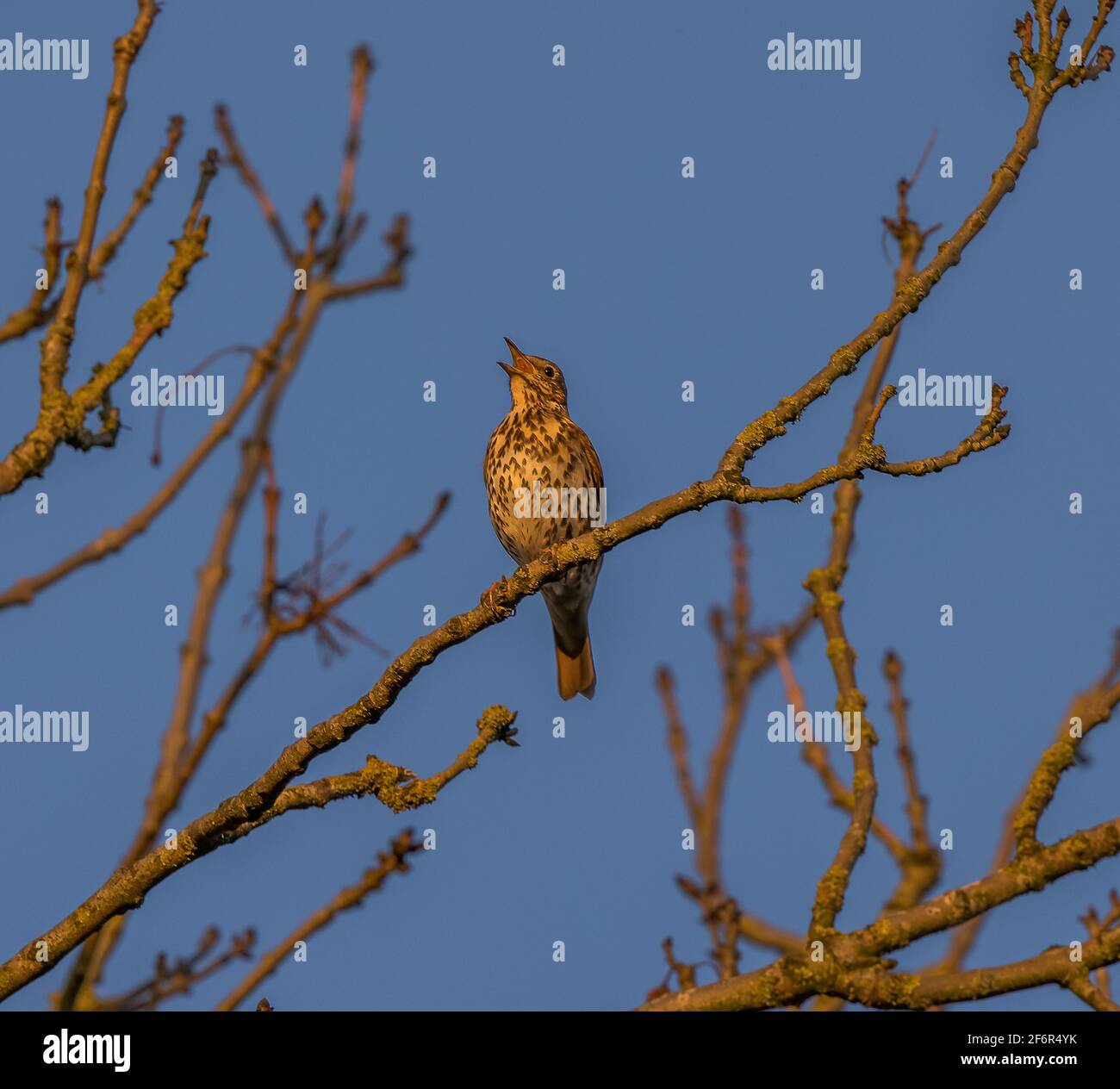 Song thrush perched in the golden hour hi-res stock photography and ...