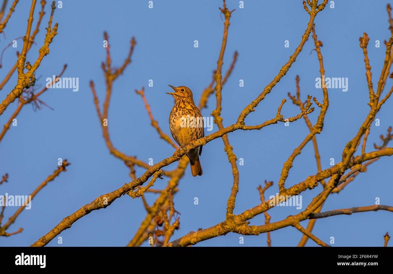 Song thrush perched in the golden hour hi-res stock photography and ...