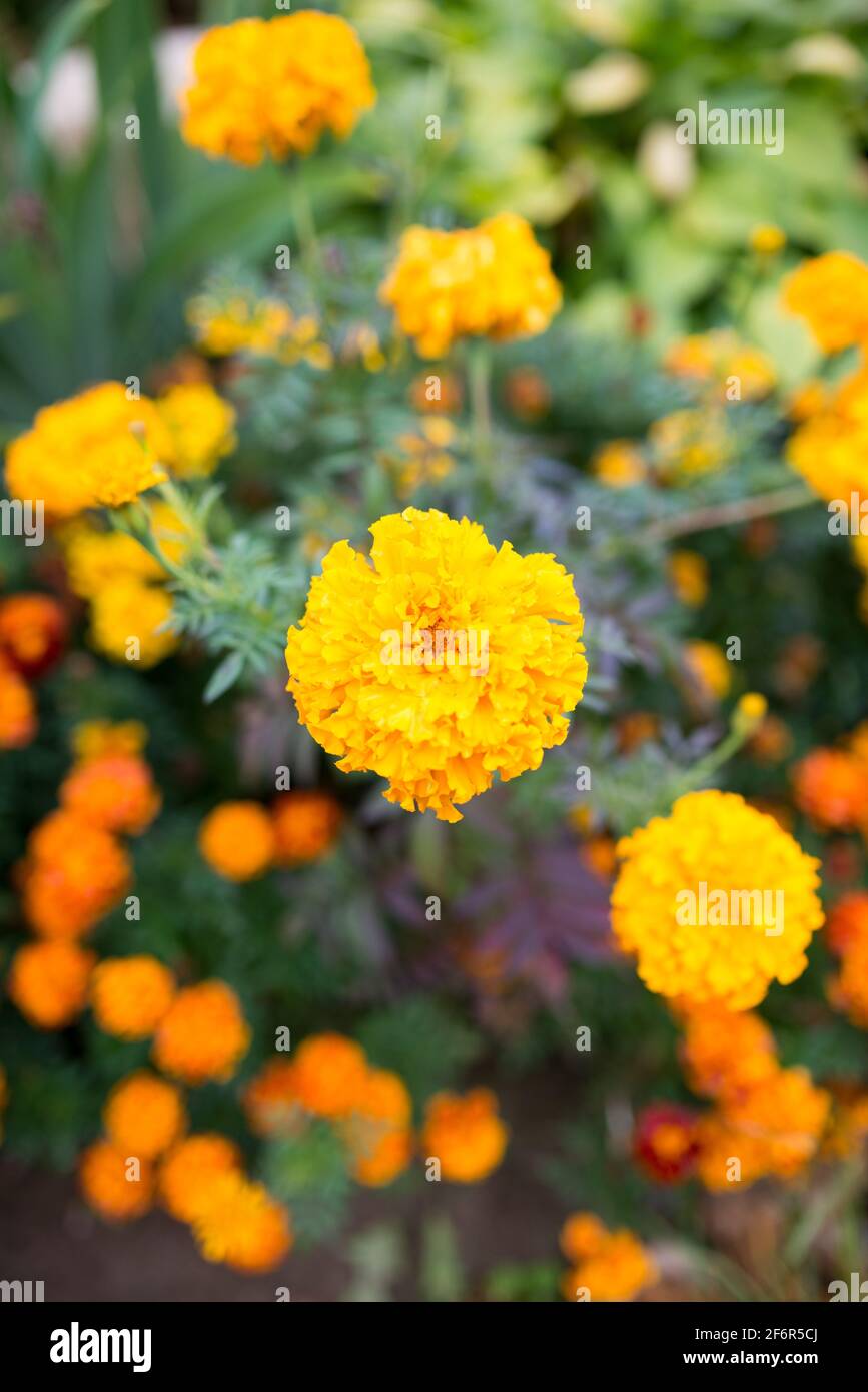 Gelenium autumn Helenium, Fuego planting and care in open ground ...