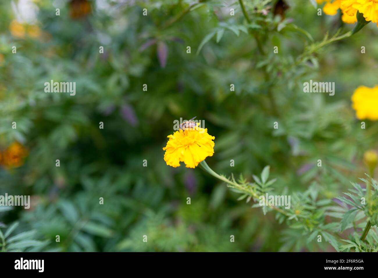 Gelenium autumn Helenium, Fuego planting and care in open ground ...