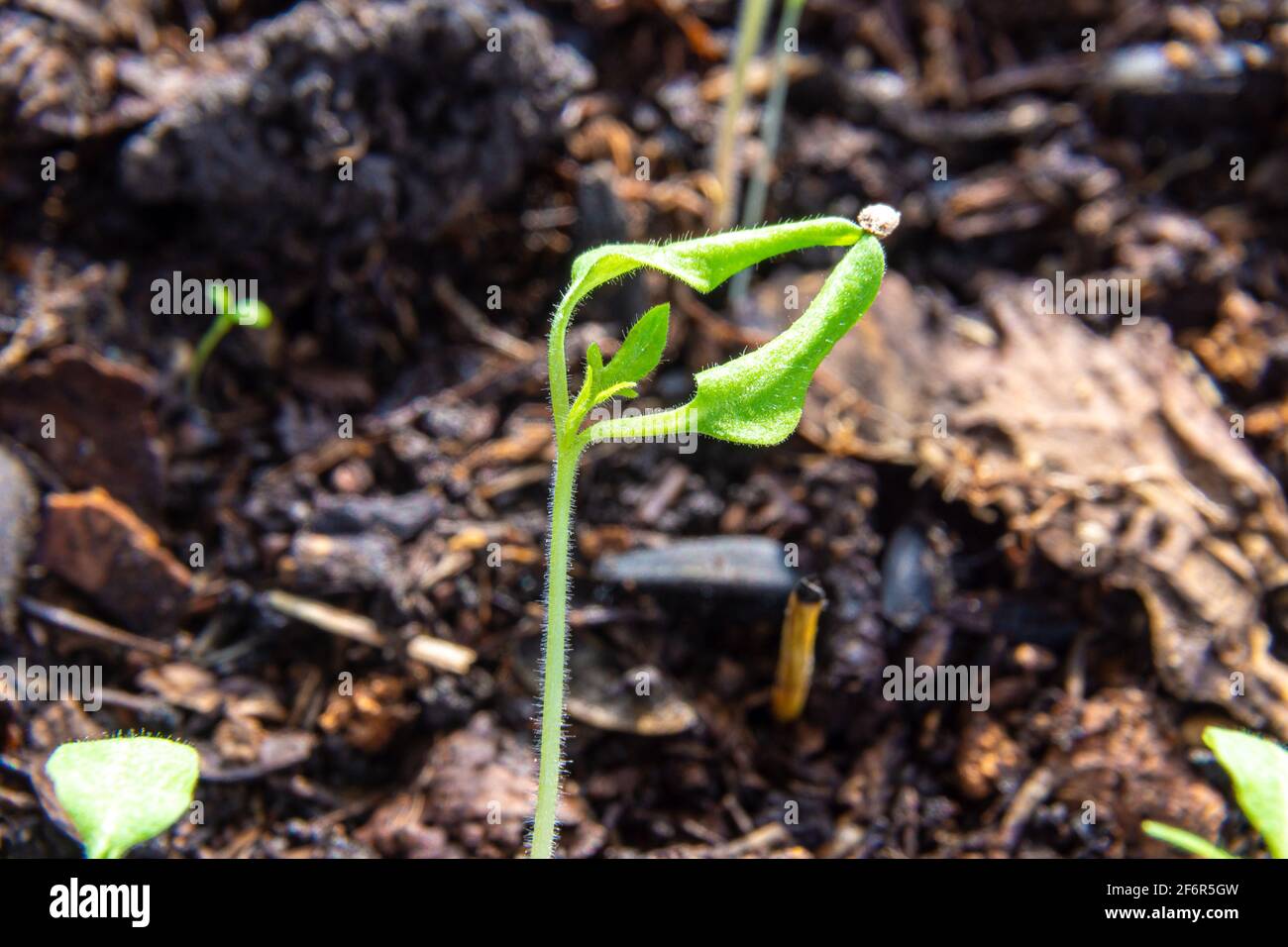 Cotyledon seed germination hi-res stock photography and images - Alamy