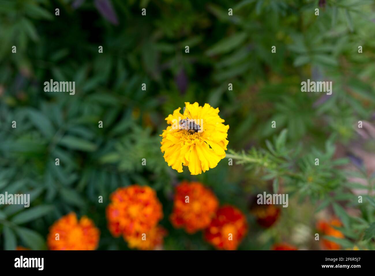 Gelenium autumn Helenium, Fuego planting and care in open ground ...
