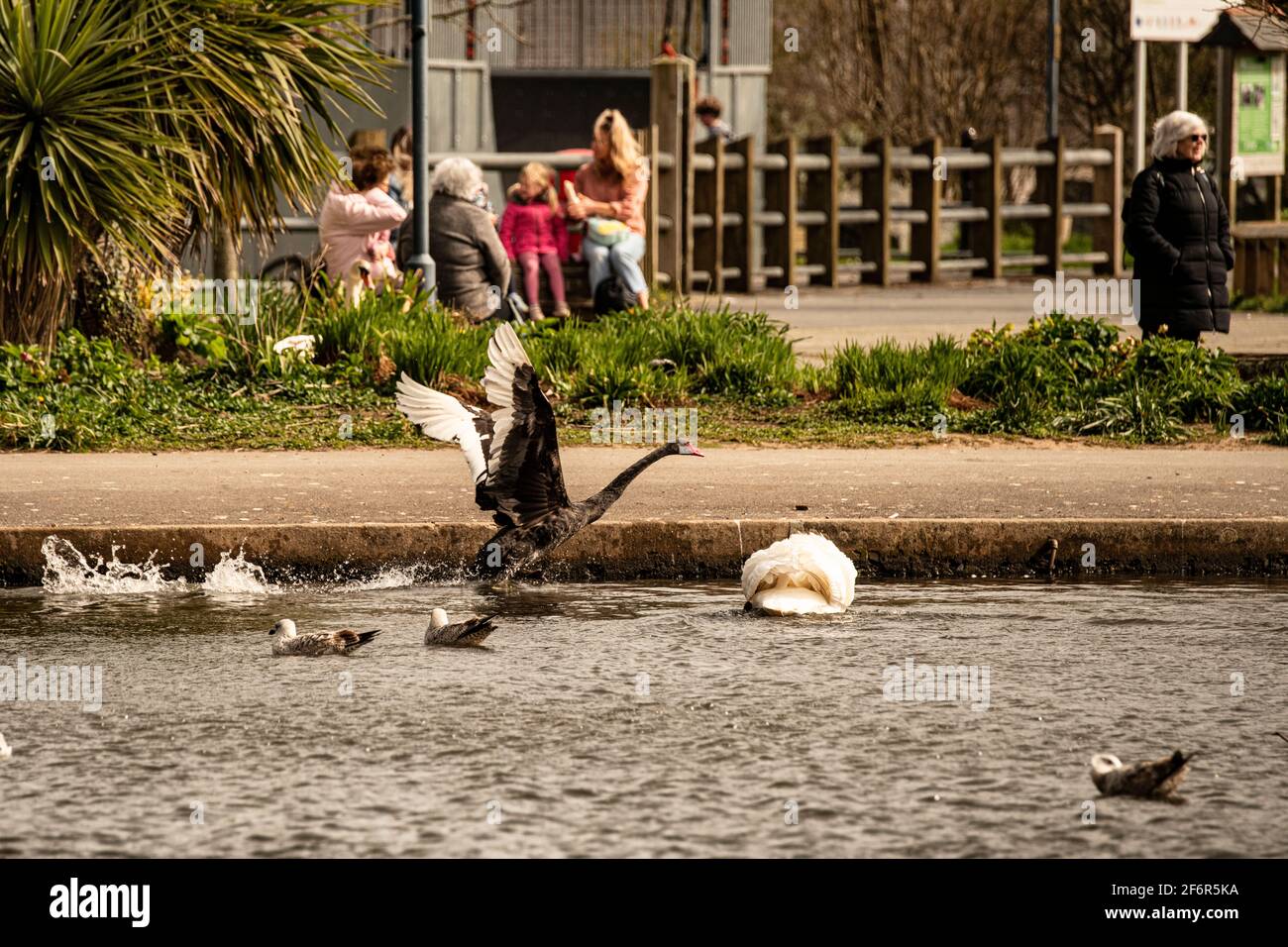 Boating lake helston cornwall hi-res stock photography and images - Alamy
