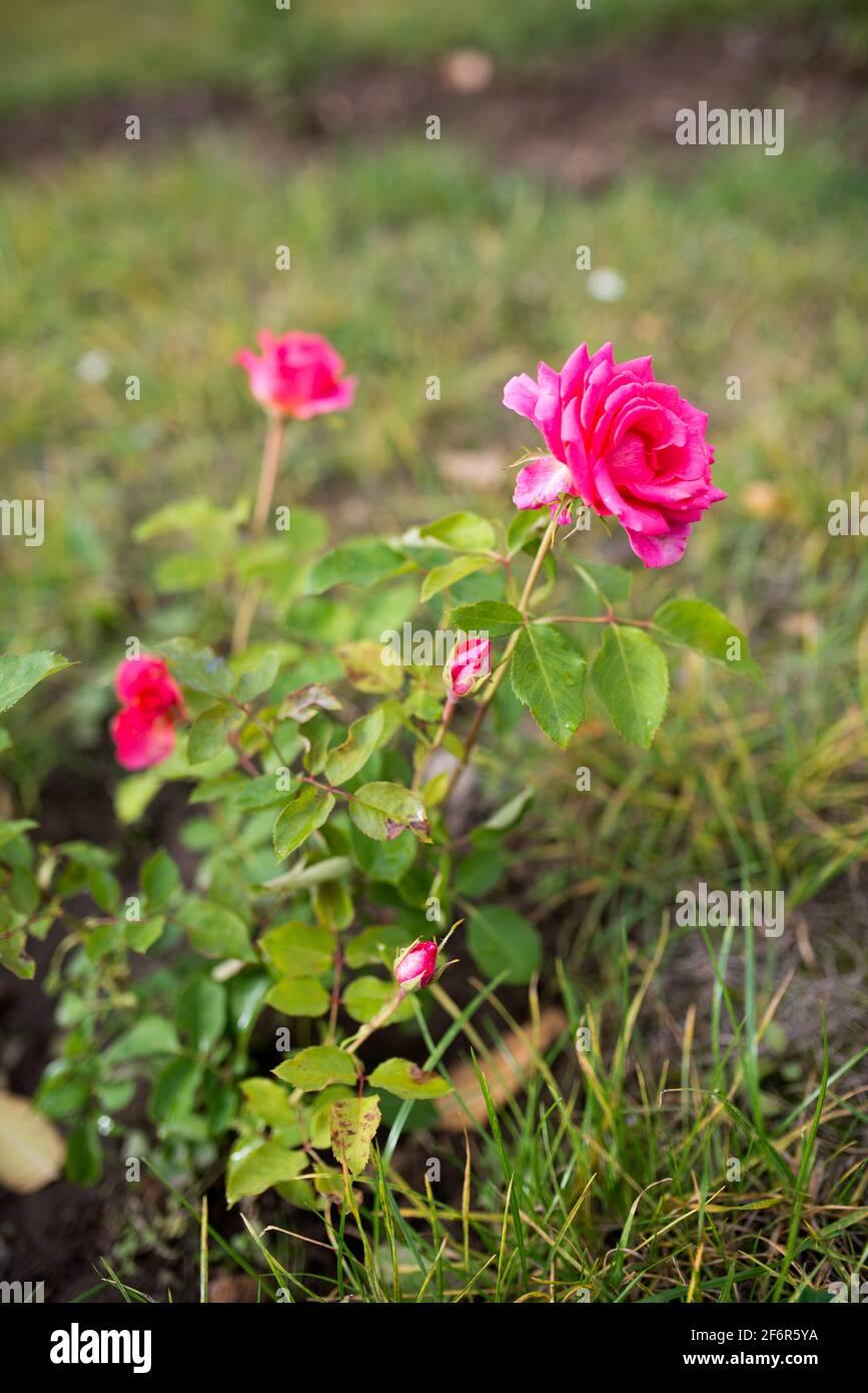 Gelenium autumn Helenium, Fuego planting and care in open ground ...