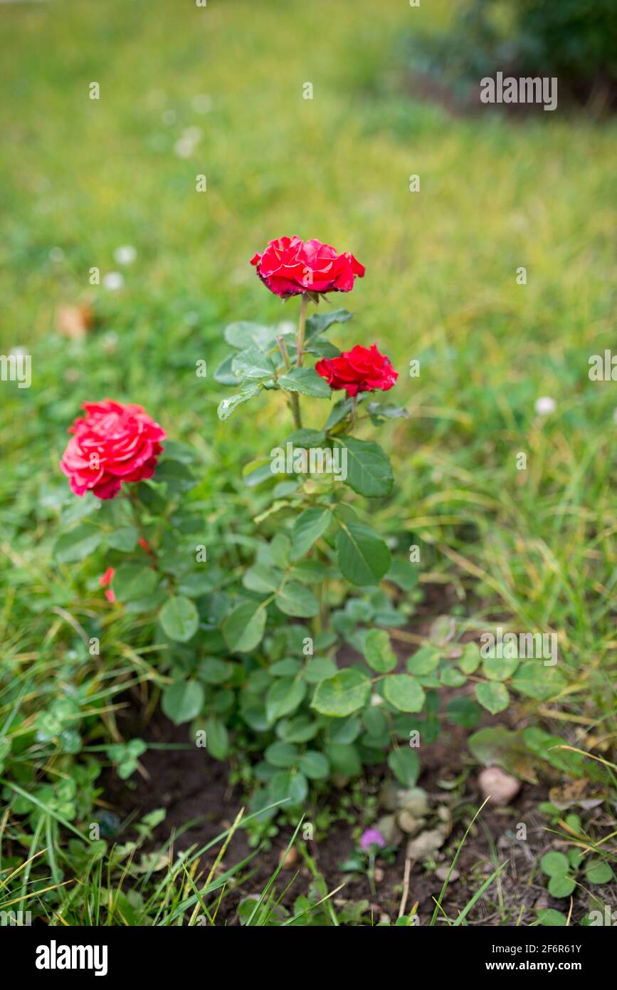 Gelenium autumn Helenium, Fuego planting and care in open ground ...