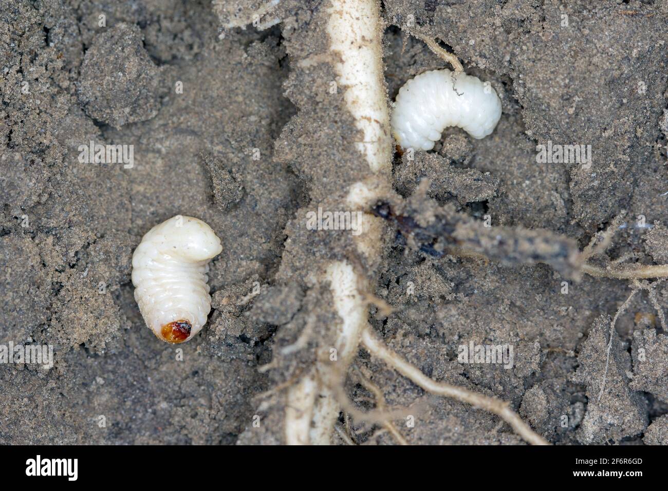 Larva / larvae of Sugarbeet weevil (Asproparthenis punctiventris ...