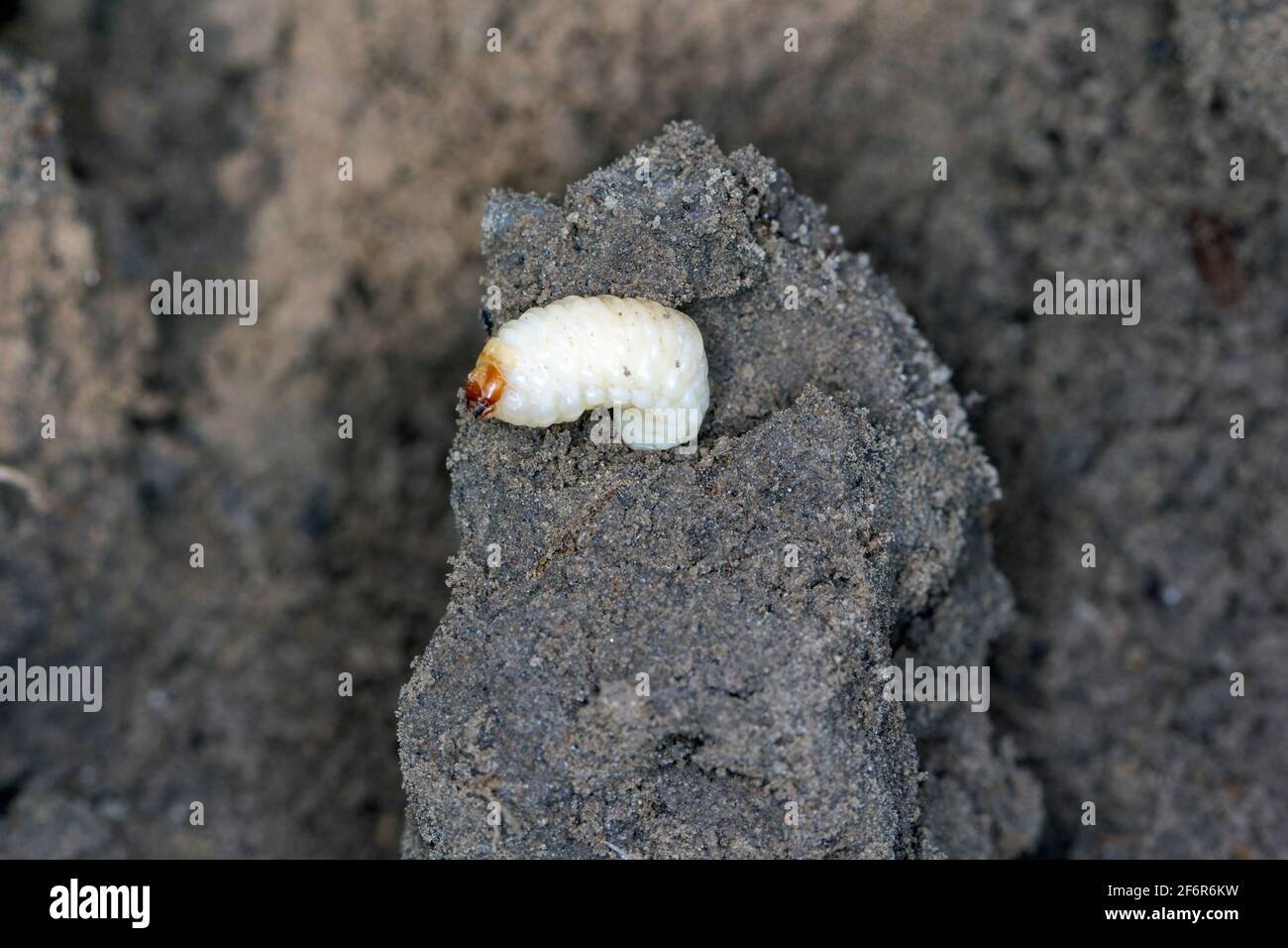 Larva / larvae of Sugarbeet weevil (Asproparthenis punctiventris ...