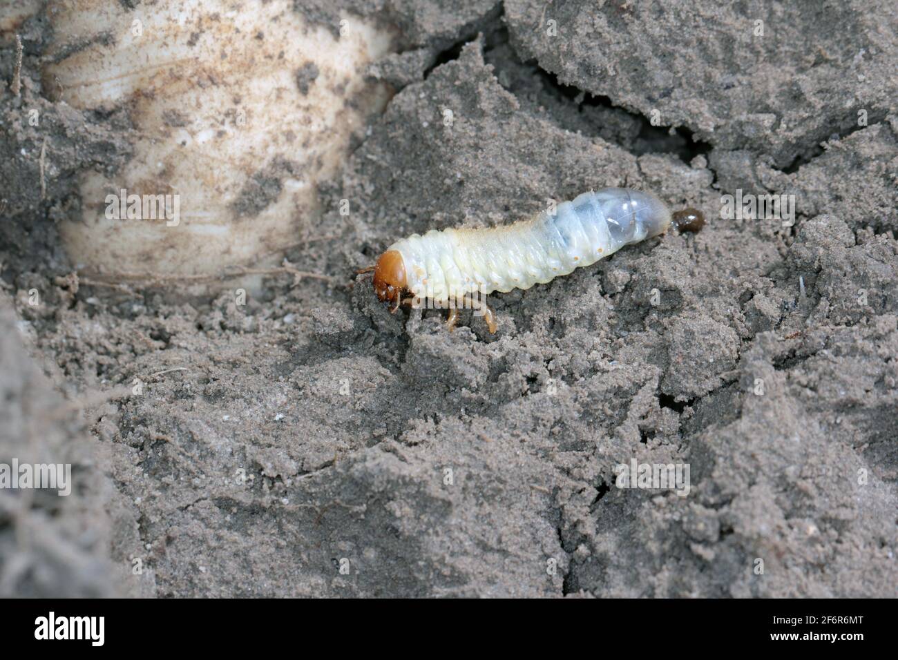 The larva of the May beetle Common Cockchafer or May Bug (Melolontha ...