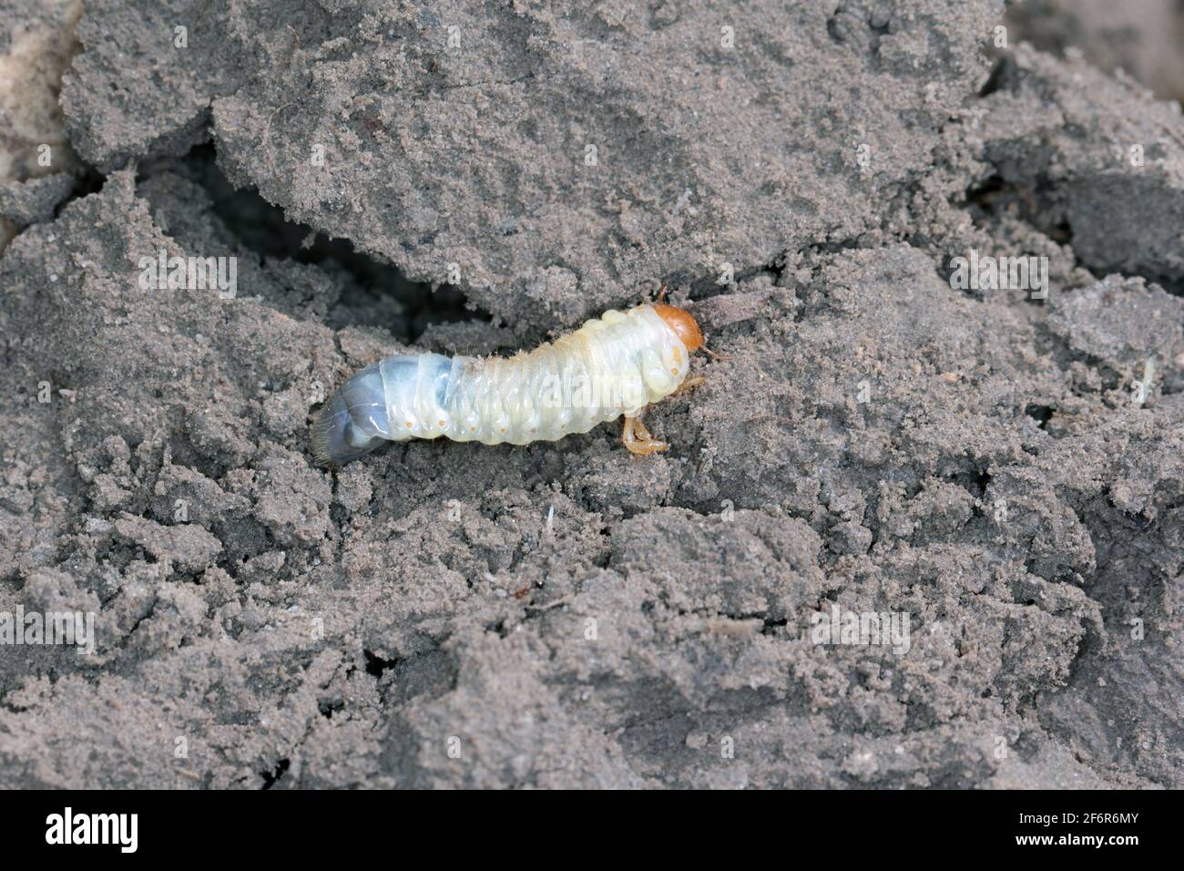 The larva of the May beetle Common Cockchafer or May Bug (Melolontha ...