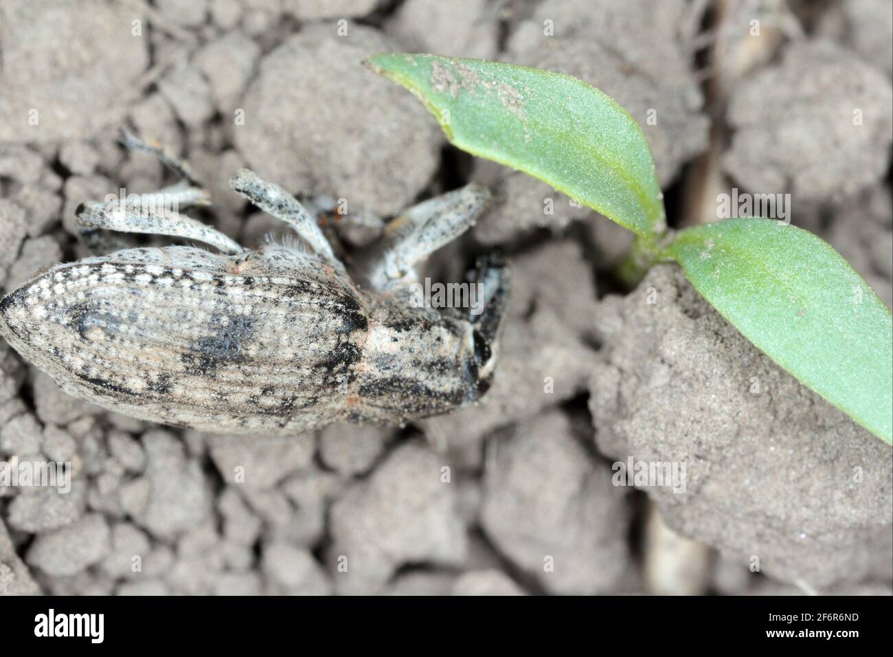 Sugar beet weevil hi-res stock photography and images - Alamy